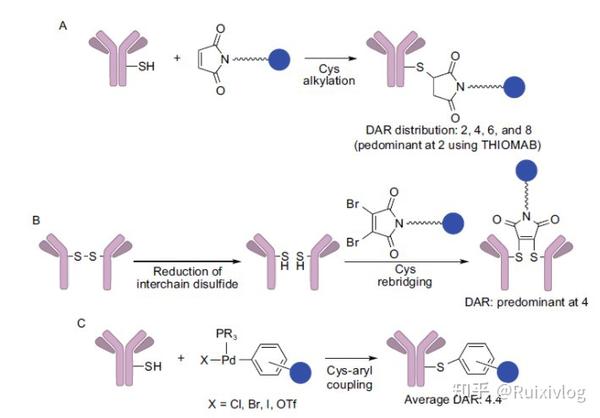 同质化-抗体的末端N端或C端修饰ADC偶联物的应用 - 知乎