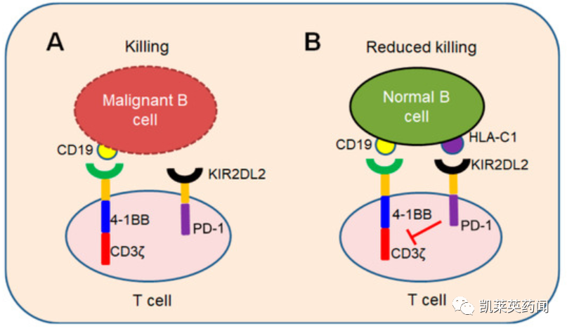 首个治疗狼疮肾炎的CAR-T获批临床！Kyverna的KYV-101迎里程碑进展 - 知乎