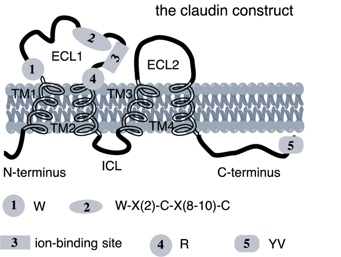 CLDN18.2丨肿瘤免疫治疗赛道的黑马 - 知乎