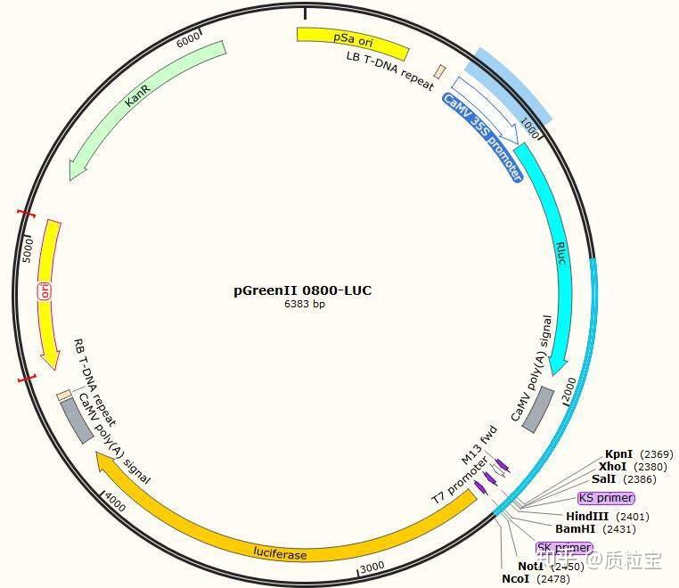 pGreenII 62-SK pGreenII 0800-LUC 植物报告基因 - 知乎