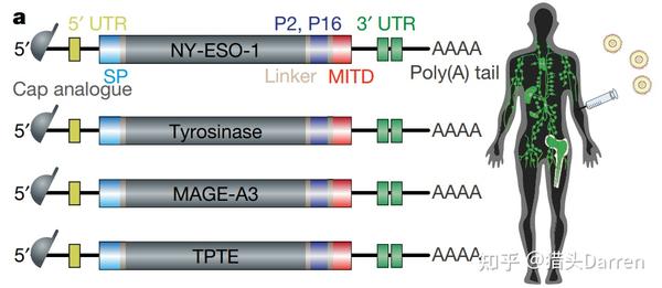 五类mRNA肿瘤疫苗 - 知乎