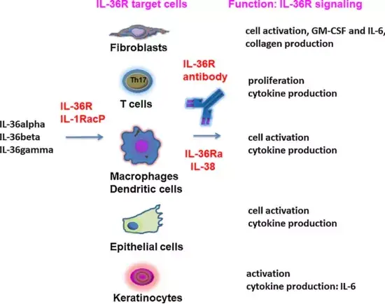 罕见型银屑病治疗新时代，靶向IL-36R研究已就位 - 知乎
