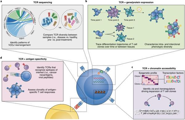 深度解读高通量bulk-cells 和single cell TCR受体测序技术研究进展 - 知乎