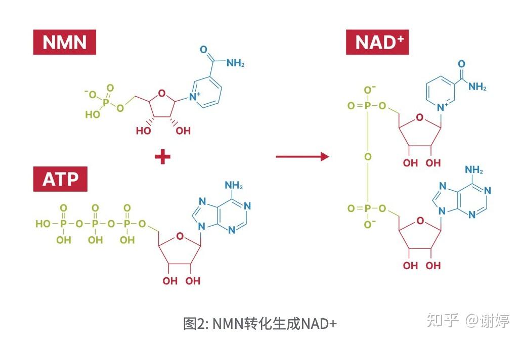 解析NMN的五大神奇作用，吃NMN后的真实效果到底如何？ - 知乎
