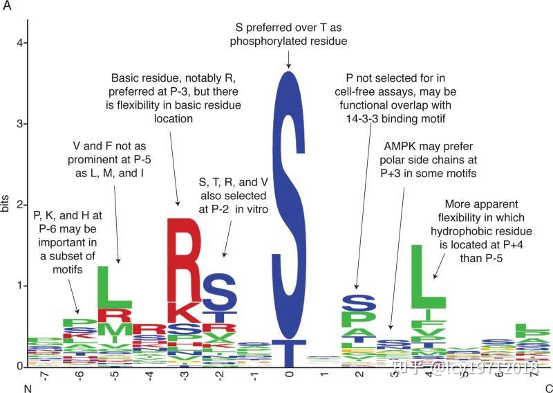 AMPK信号通路（三） - 知乎