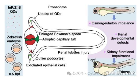【文献分享】|肾损伤导致量子点引起斑马鱼幼虫水肿 - 知乎