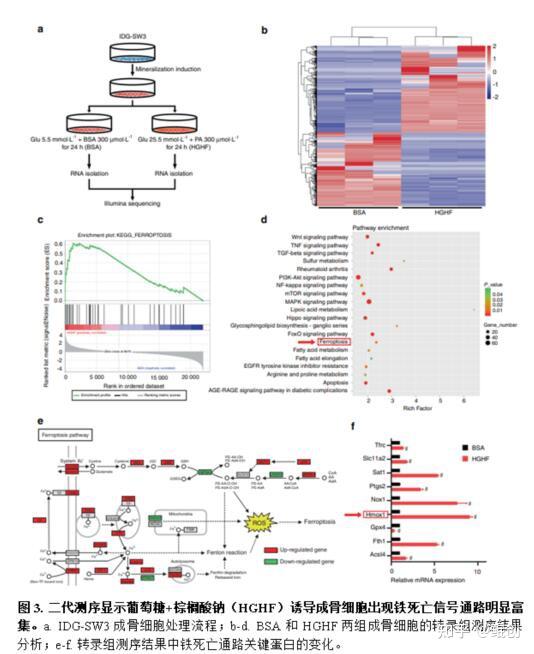 使用（BSA脂肪酸储存液）（BSA偶联脂肪酸、钠）棕榈酸钠添加剂诱导成骨细胞铁死亡模型经验分享与交流 - 知乎
