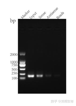 RNA-RNA pull down实验方法及检测报告 - 知乎