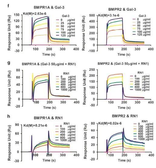 BMPR家族：不止骨生成更有疾病癌症治疗 - 知乎