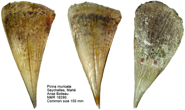 （十六）沿海旅行知识 | 各种贝类的名字、区别、产地、吃法（十六）江珧（作者：Zam） - 知乎