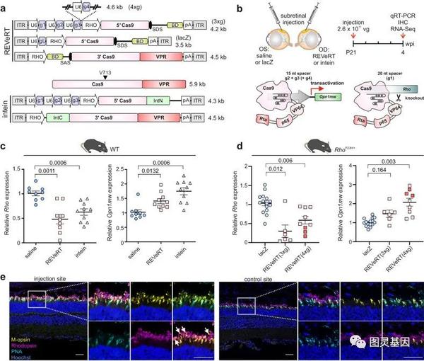 Nat Comm | 双AAV方法使基因编辑更加灵活 - 知乎