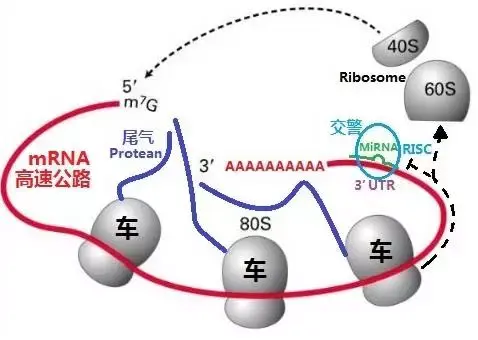 一文秒懂microRNA - 知乎