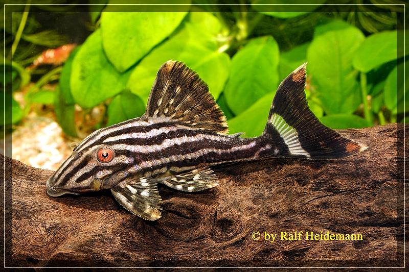 Loricariidae吸甲鲶科（异型鱼）的演化、生物学与饲养综述 - 知乎