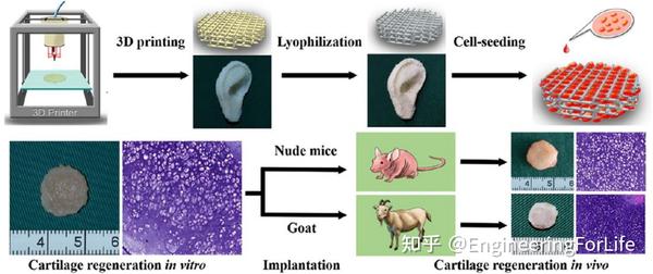用于软骨再生的GelMA/HAMA复合3D打印冻干支架 - 知乎