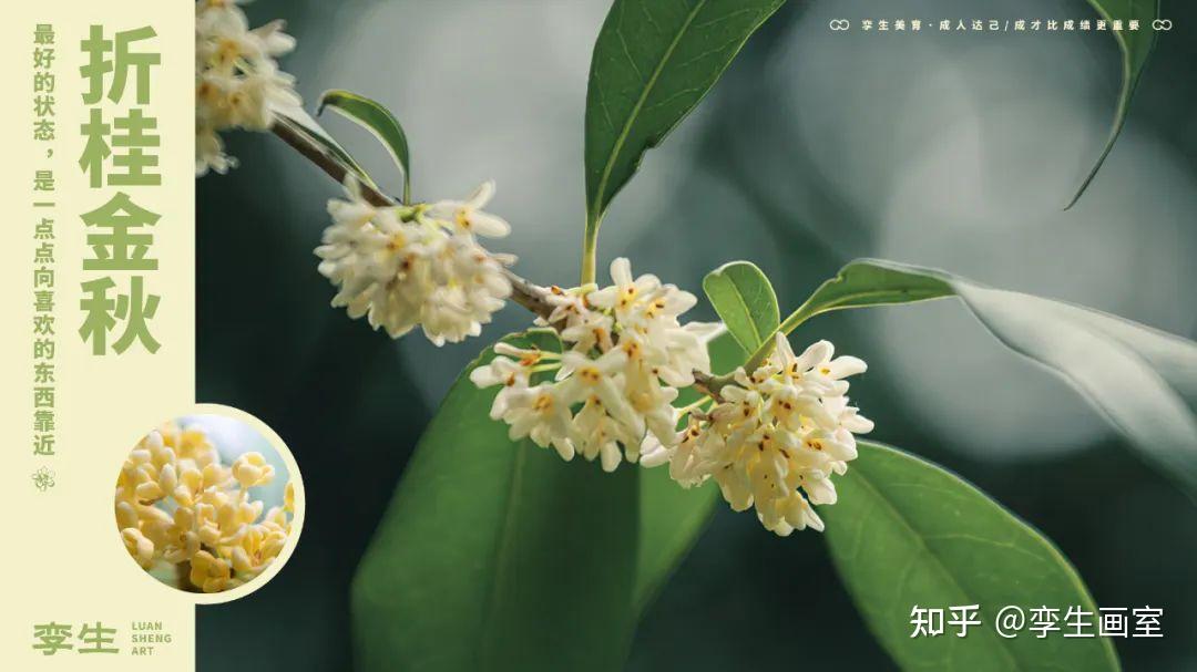折桂金秋丨城堡校区的每个角落，都格外惊喜和灿烂 知乎