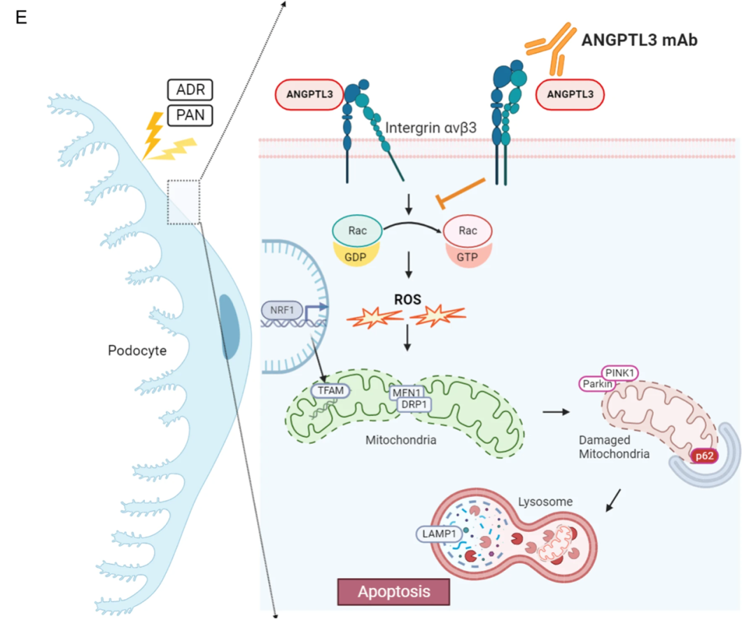 Cell Death Dis｜徐虹团队自主研发抗ANGPTL3单克隆抗体靶向修复足细胞损伤 - 知乎