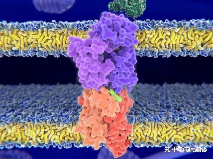CAR-T与TCR-T的角斗？记与LionTCR（来恩TCR）的一天 - 知乎