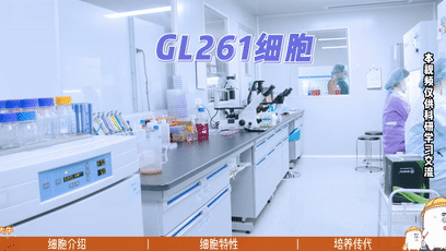 GL261细胞培养，小鼠胶质瘤细胞培养攻略-丰晖生物 - 知乎