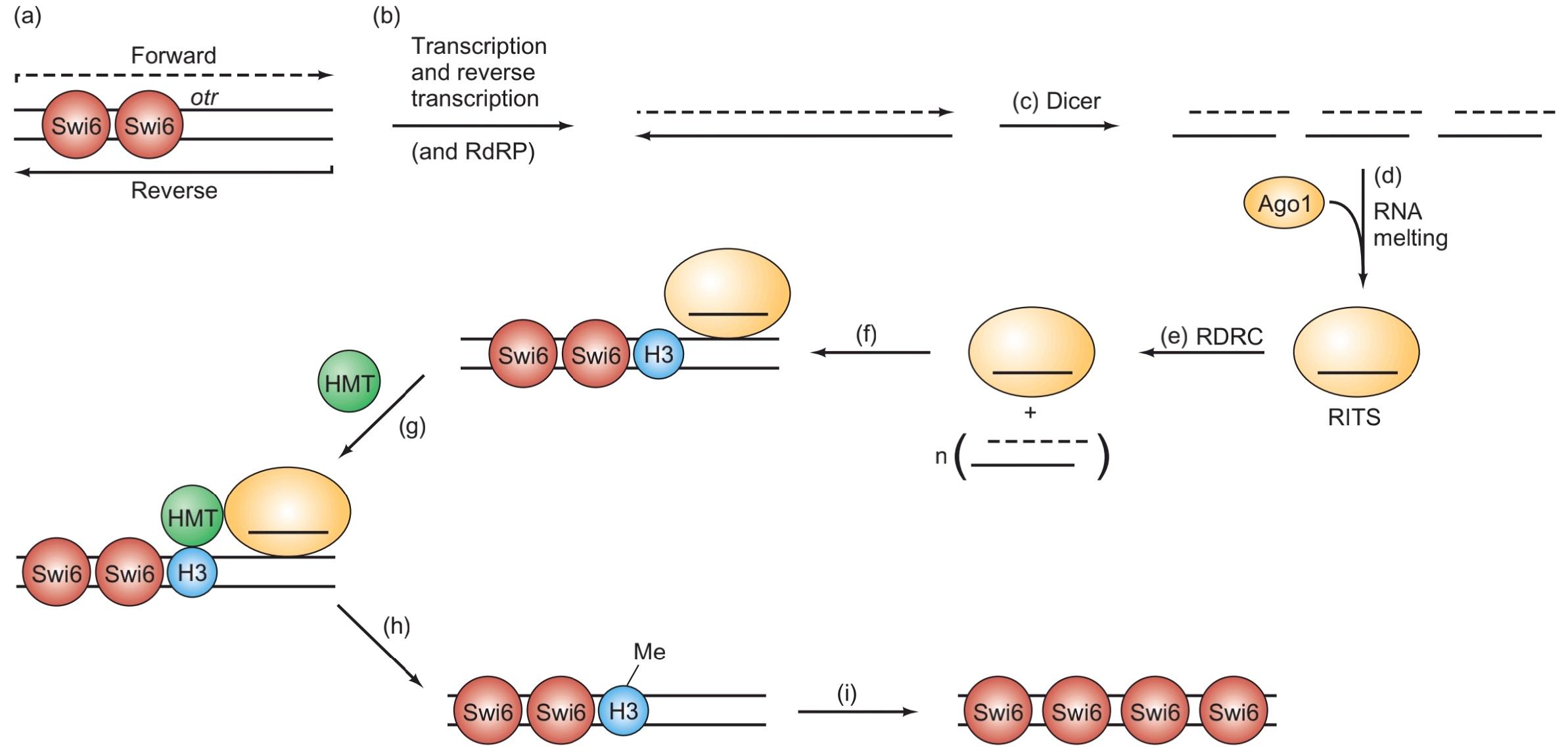 RNA干扰（一）——mi-！si-！pi-！ - 知乎