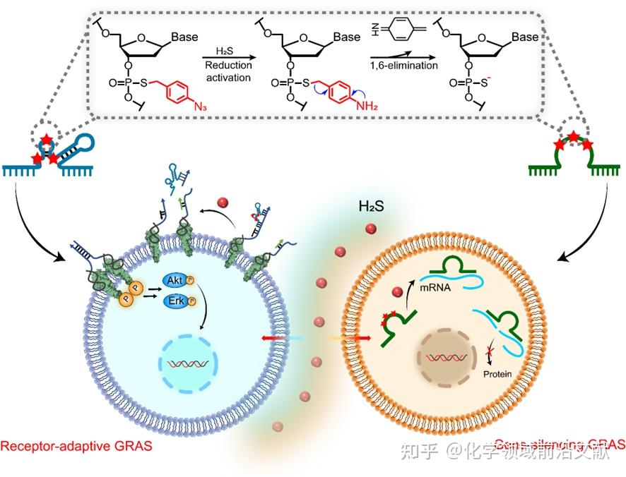 湖南大学聂舟Angew. Chem.：硫化氢触发的人工DNAzyme开关用于精确操纵细胞功能 - 知乎