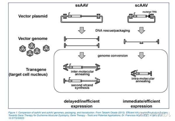 AAV：哺乳动物中用于基因表达的工具简介 - 知乎