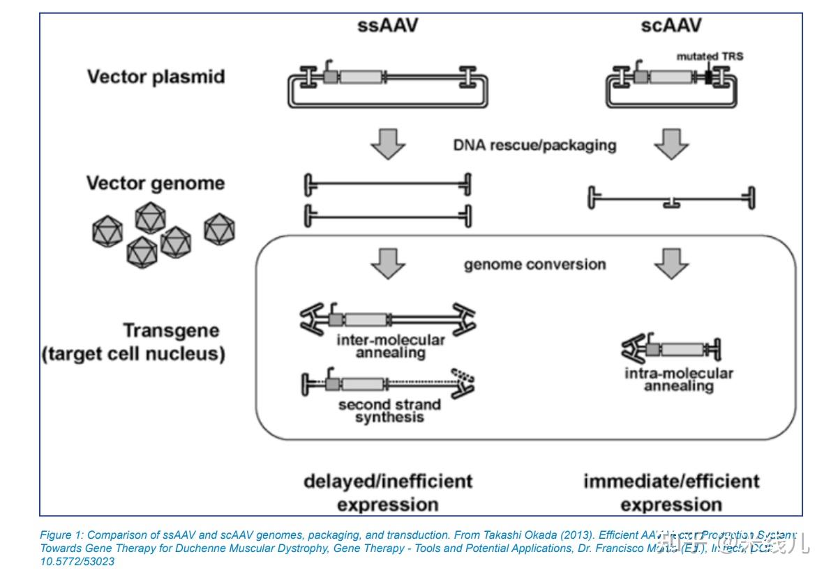 AAV：哺乳动物中用于基因表达的工具简介 - 知乎