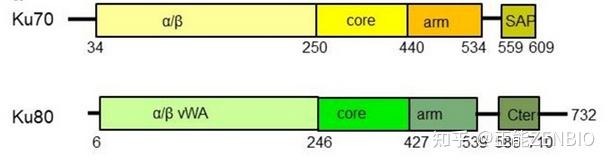 解密DNA修复中的关键力量：Ku70/80蛋白 - 知乎