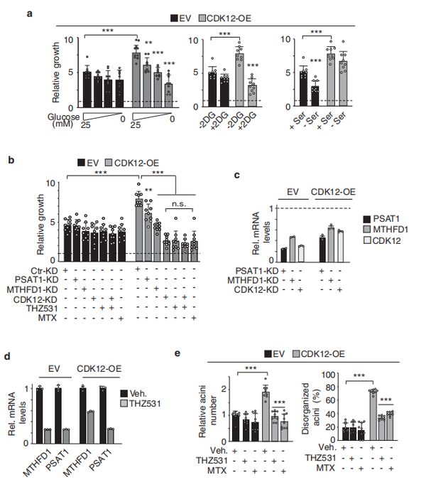 Nat Commun | 转录组+代谢组解析经典靶点CDK12致癌机制 - 知乎