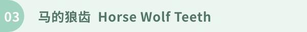 【科普】马牙齿的命名系统-Triadan Tooth Numbering System - 知乎