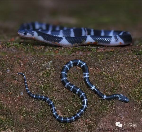 献给钟爱的Bungarus环蛇属（Krait) - 知乎