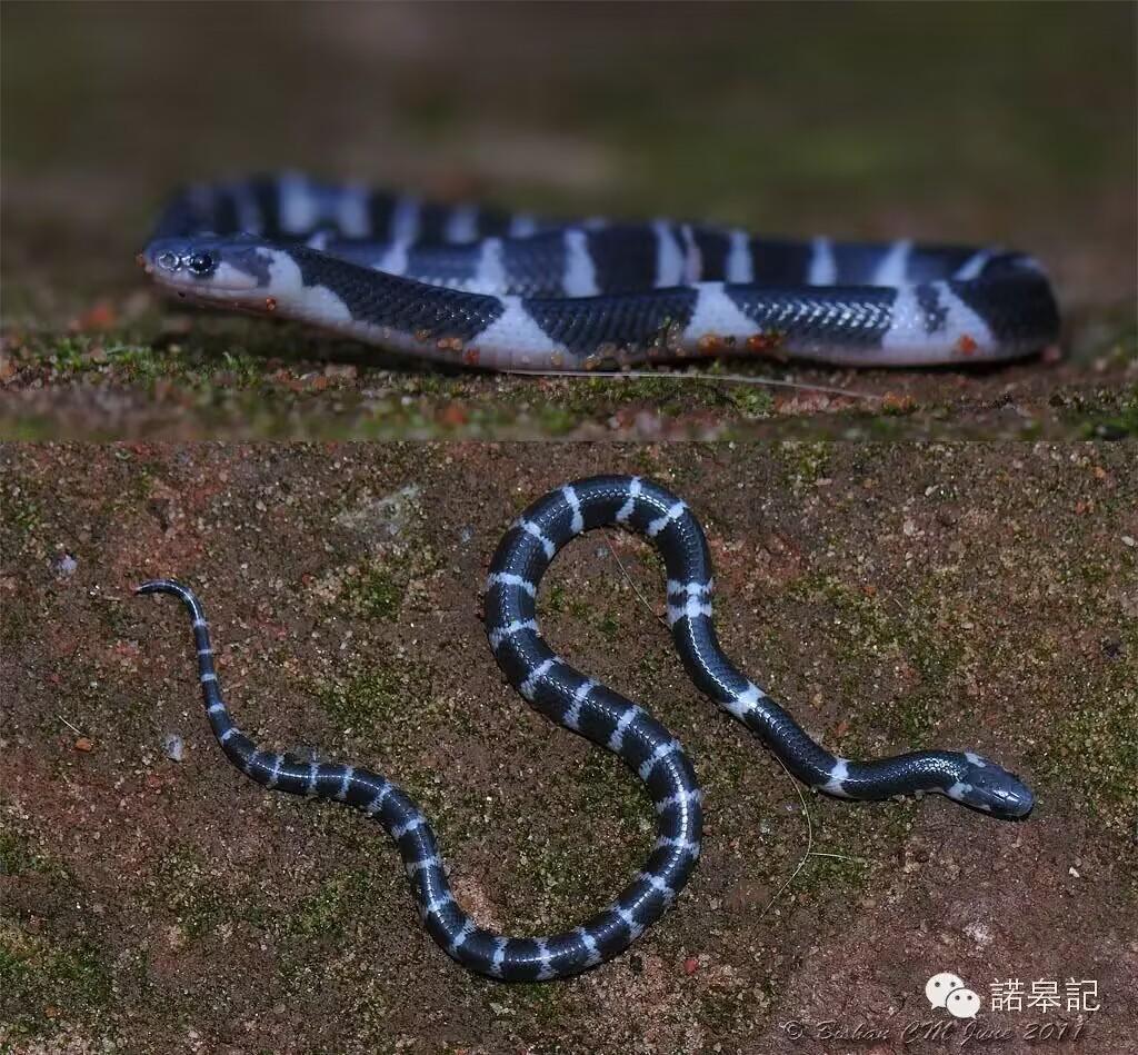 献给钟爱的Bungarus环蛇属（Krait) - 知乎