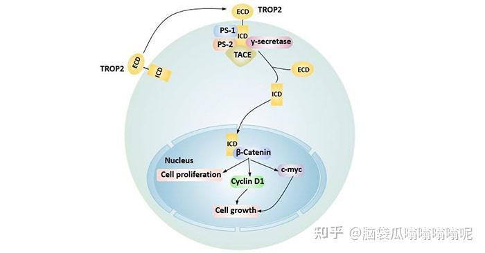 TROP-2靶点调研 - 知乎