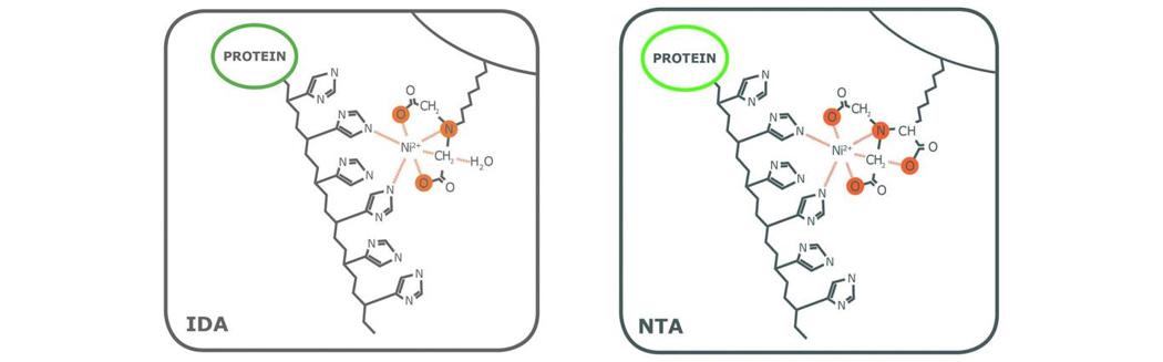 蛋白表达纯化树脂：NTA vs IDA - 知乎
